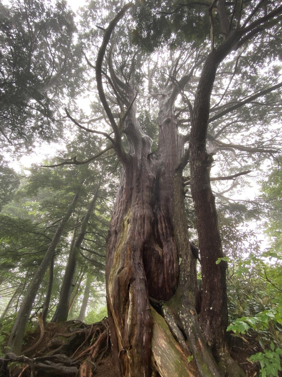 巨樹の森 蓮華温泉-兵馬の平湿原 / mtakoさんのウォーキングの活動データ | YAMAP / ヤマップ