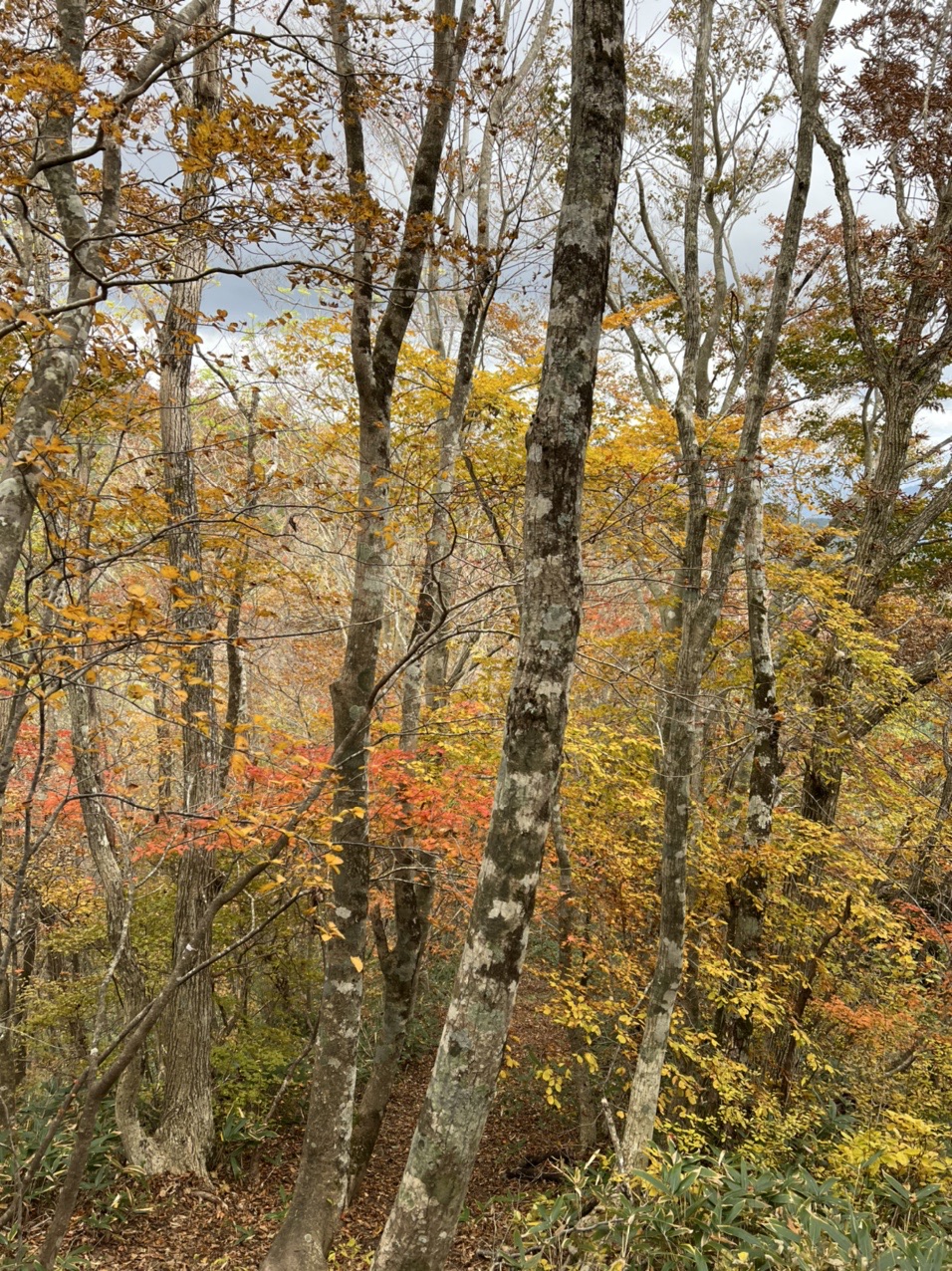 TSUTSUGA TO YOSHIWA 🍁 / sadakenさんの市間山・立岩山の活動日記 | YAMAP / ヤマップ