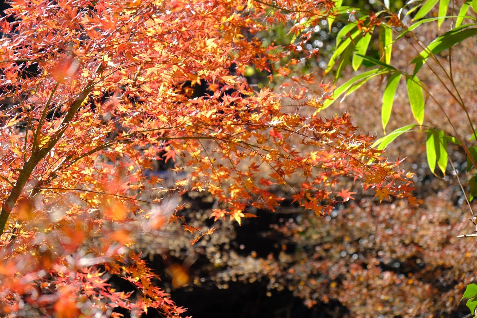 破風山・大前山・天狗山 / akkoさんの城峯山・破風山の活動データ | YAMAP / ヤマップ