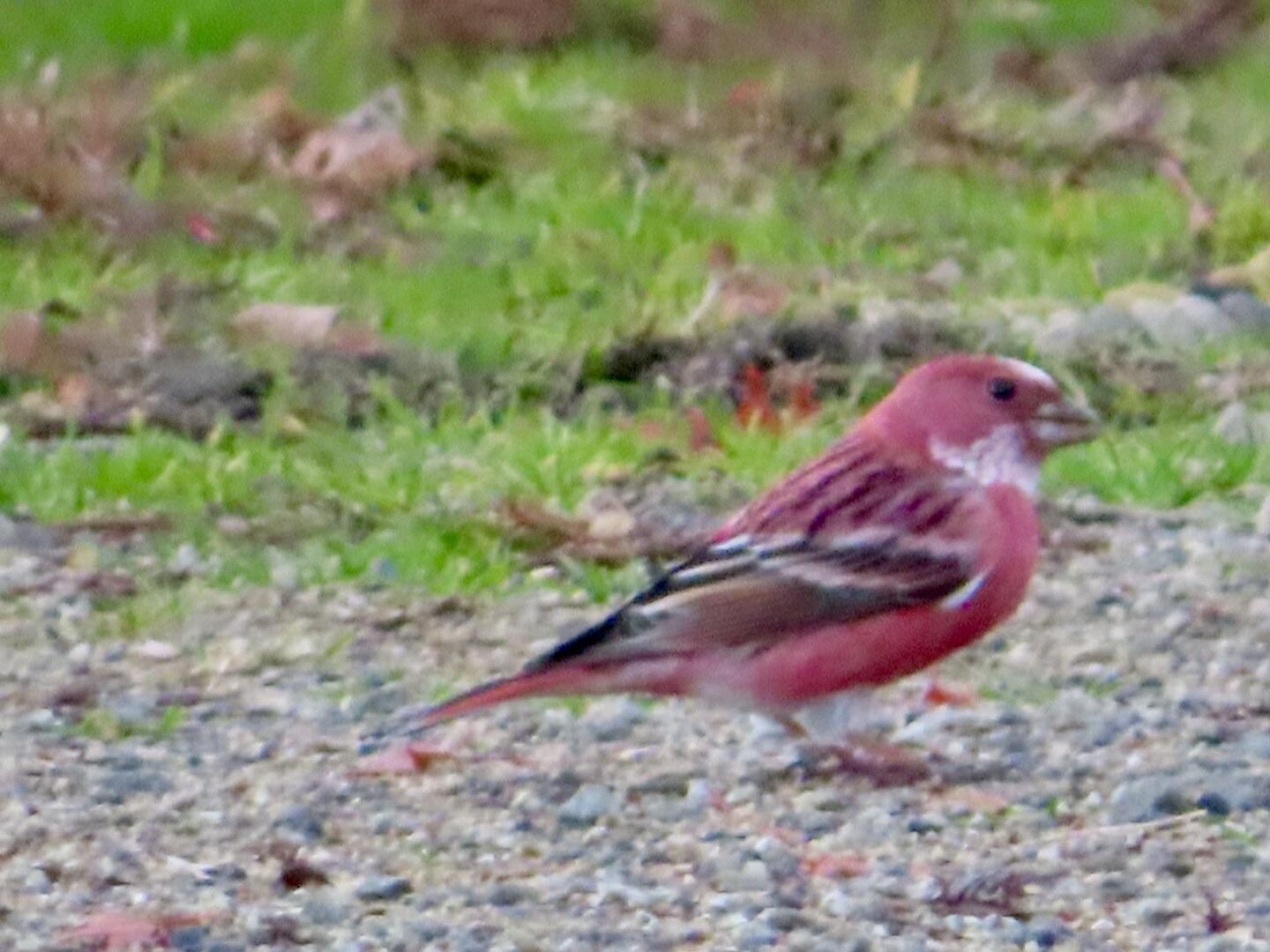 大阪南部の3ヶ所で鳥活☺️ / otaksaさんの槇尾山（槙尾山）・和泉葛城山・神於山の活動データ | YAMAP / ヤマップ