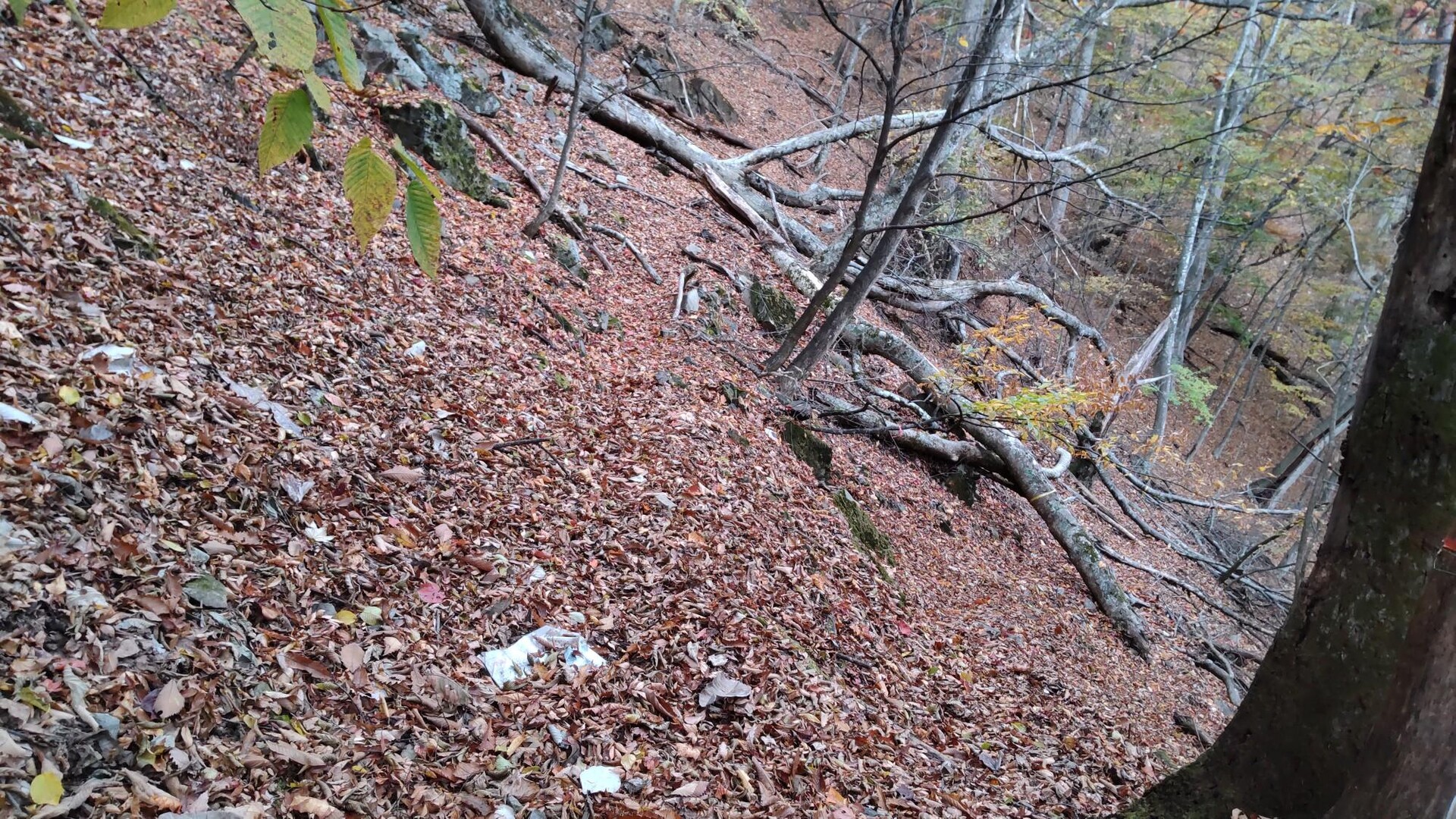 441Mさんの投稿したフィールドメモ | YAMAP / ヤマップ