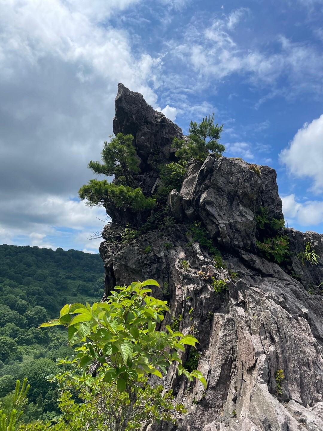 前山 / toruさんの医王山・白兀山・箱屋谷山の活動データ | YAMAP / ヤマップ