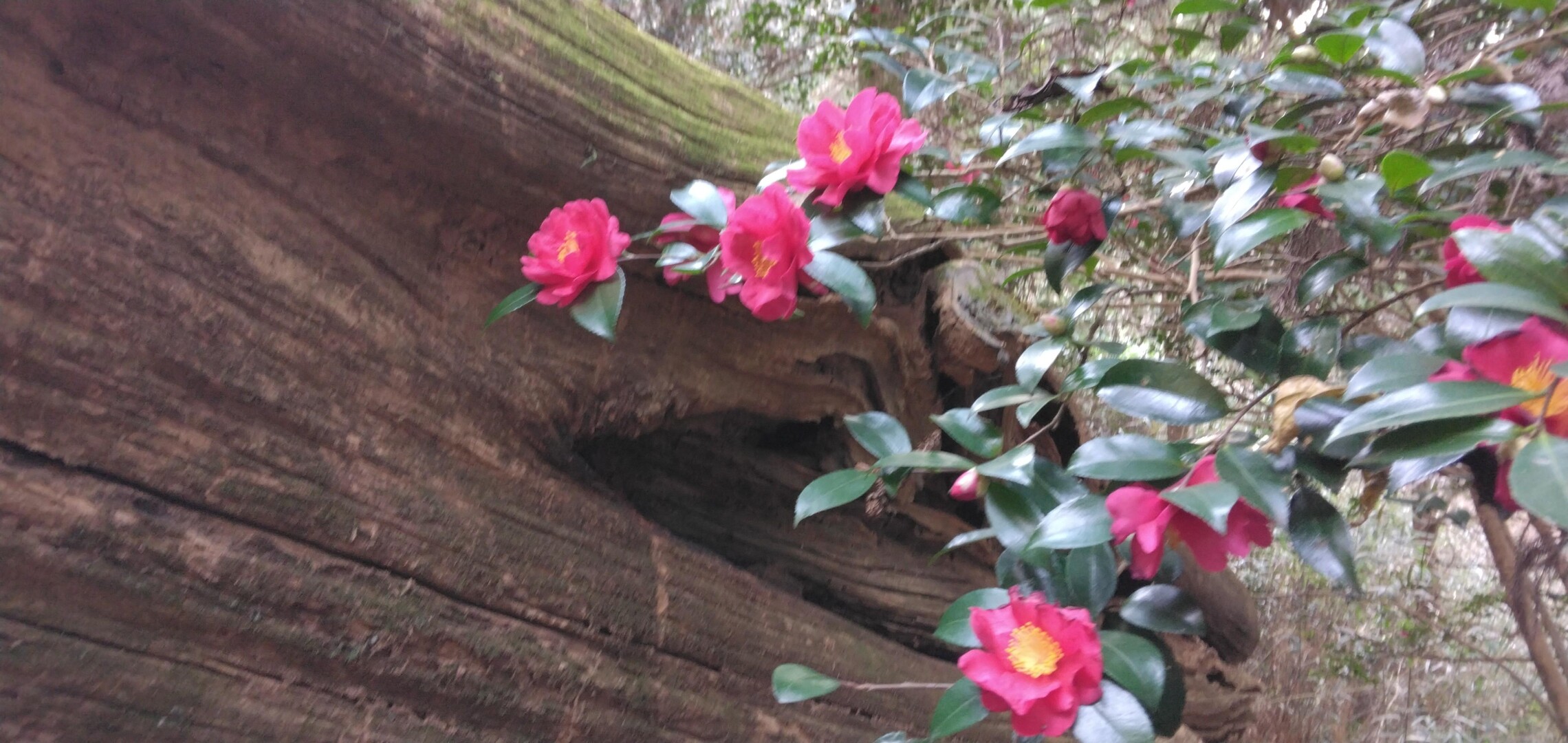 二上山でのんびり / RIKOさんの金剛山・二上山・大和葛城山の活動データ | YAMAP / ヤマップ