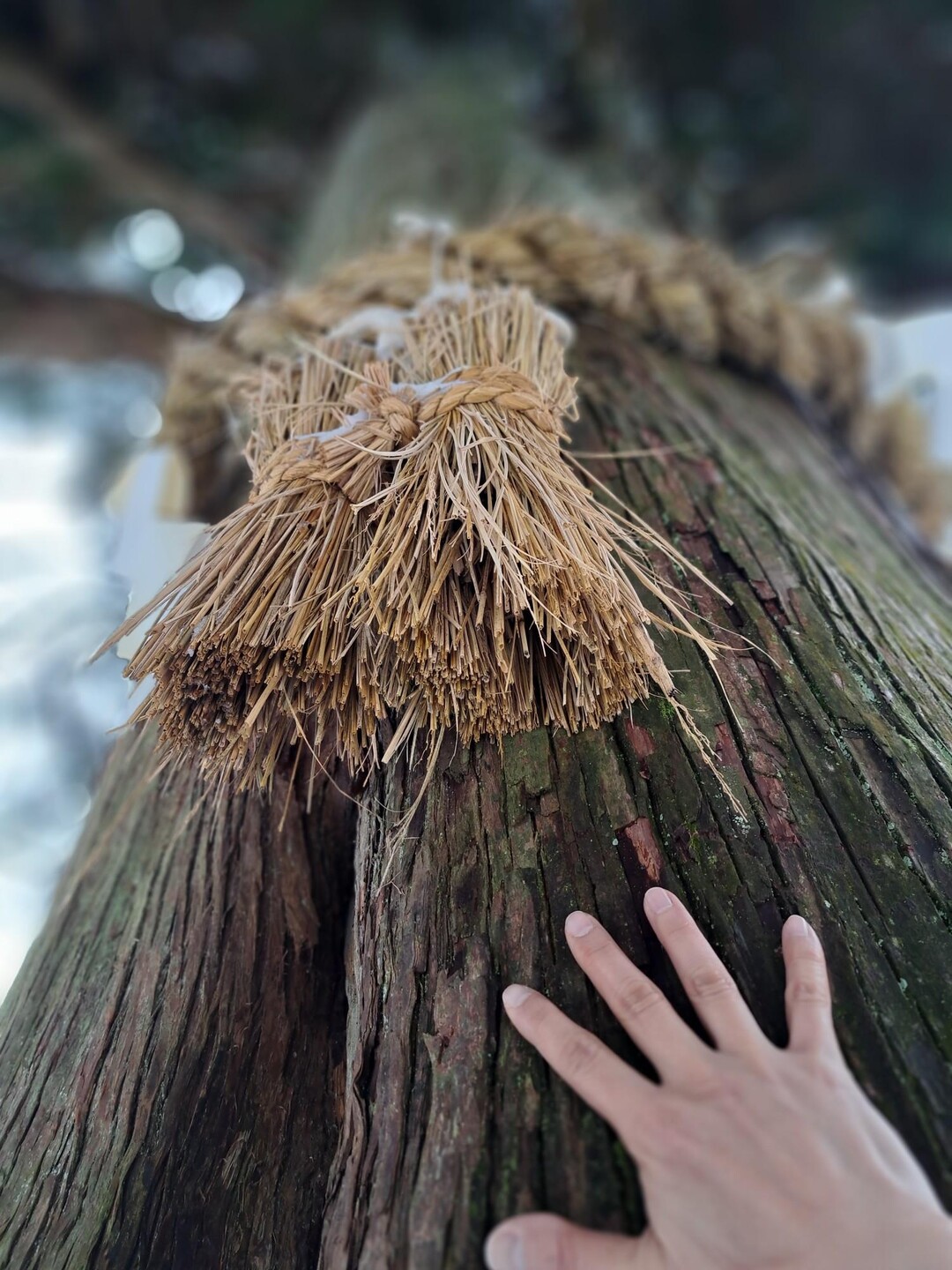 文殊山(1MJ)＋丹波岳 / sochiさんの文殊山の活動日記 | YAMAP / ヤマップ