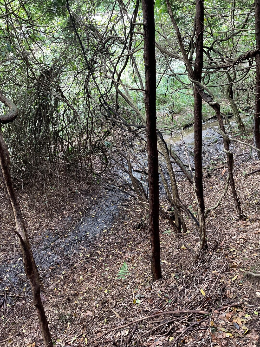 RIKU🐕‍🦺 &Jun さんの投稿したフィールドメモ | YAMAP / ヤマップ