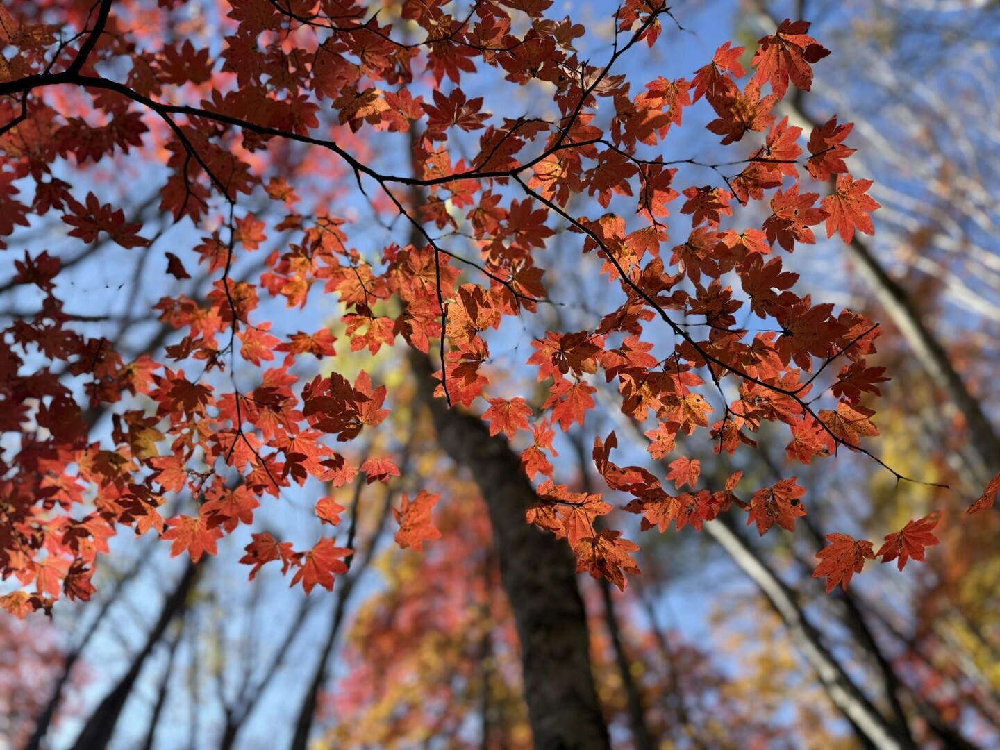 新湯富士（塩原富士山） / magさんの高原山・釈迦ヶ岳・鶏頂山の活動データ | YAMAP / ヤマップ