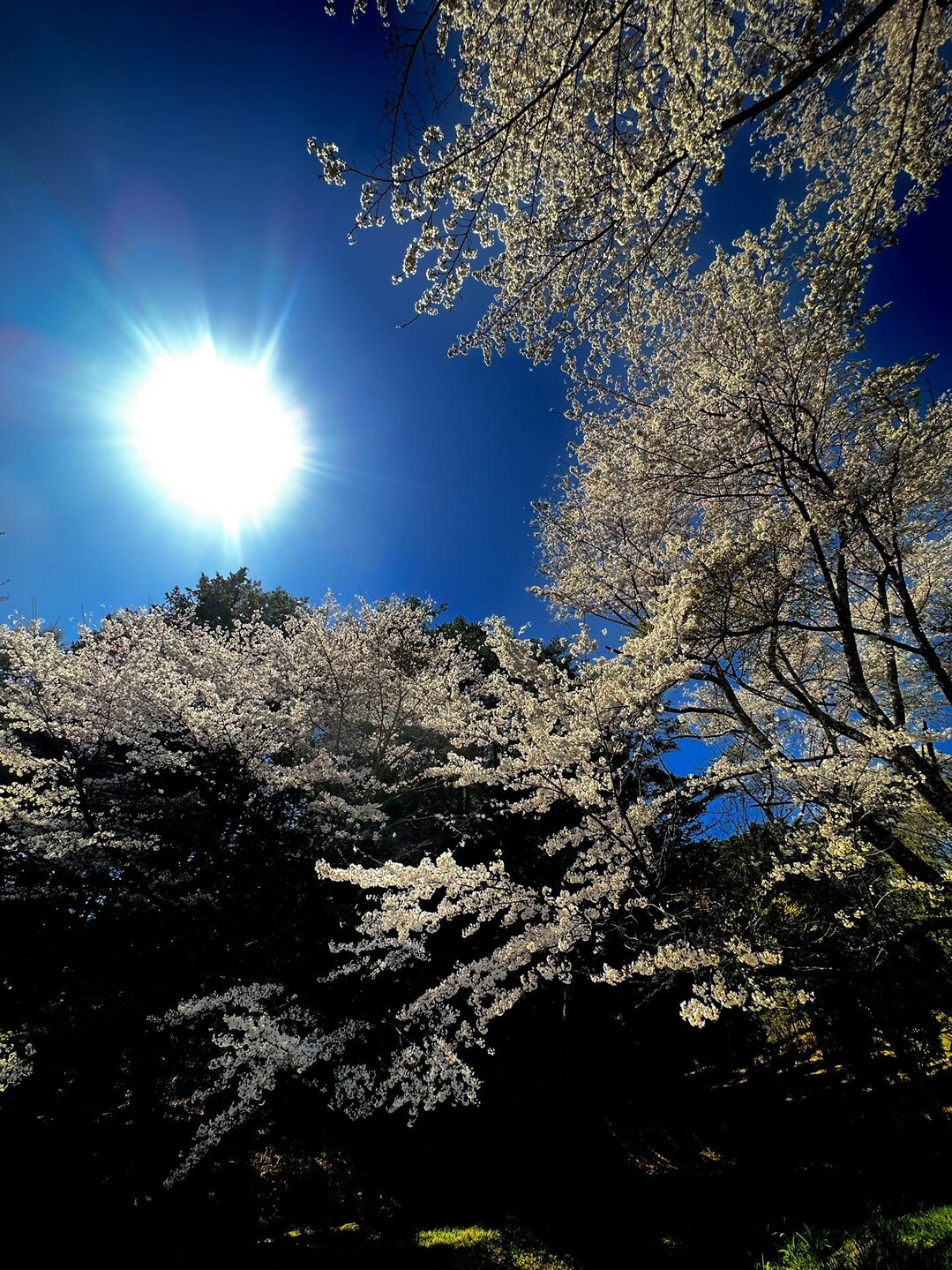 『春は駆け足』 花の時期が一気に来た！... / satokoさんのモーメント | YAMAP / ヤマップ
