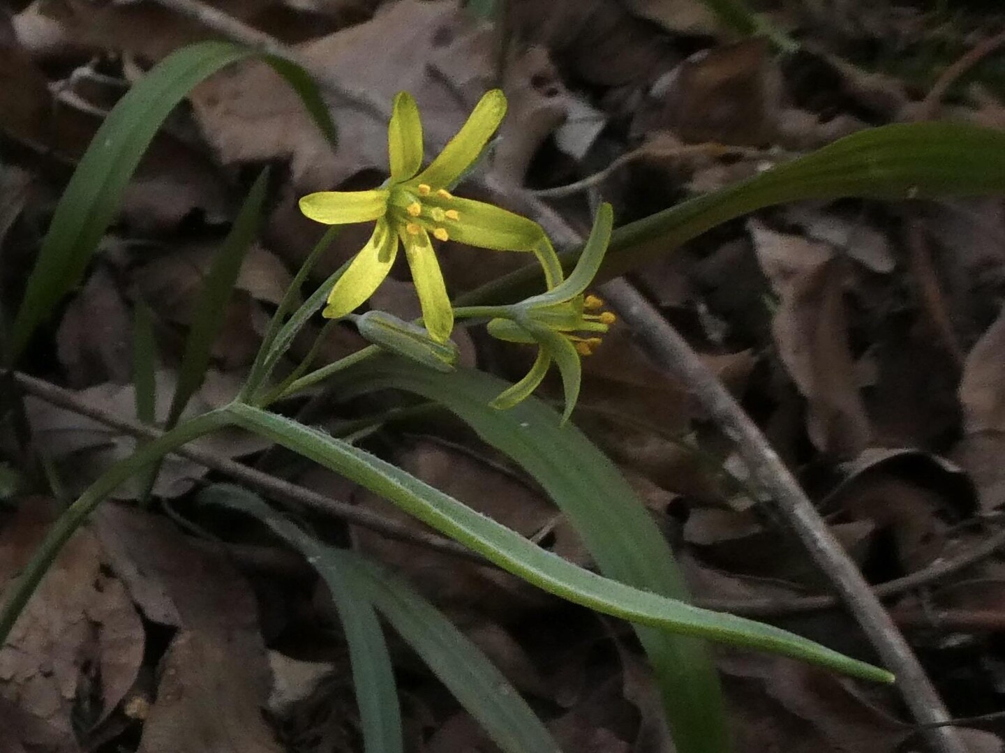 小仏川遊歩道と蛇滝口辺りを歩きました。数... / skipさんのモーメント | YAMAP / ヤマップ