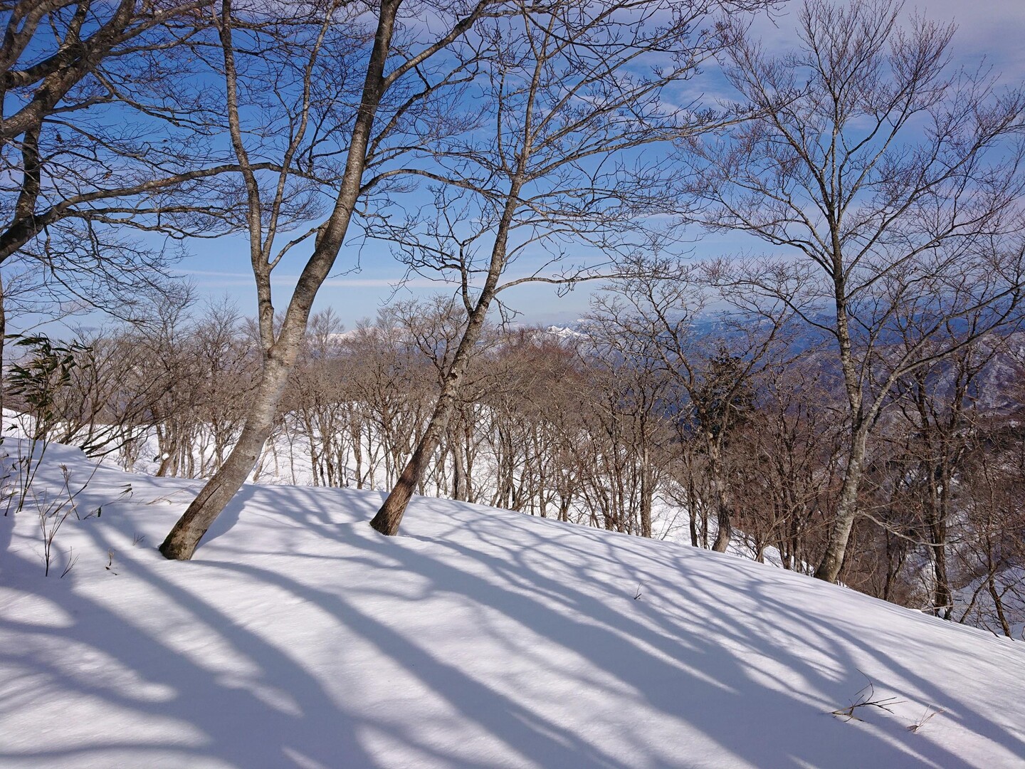やっと貝月山頂へ / shi-ruさんの貝月山の活動データ | YAMAP / ヤマップ