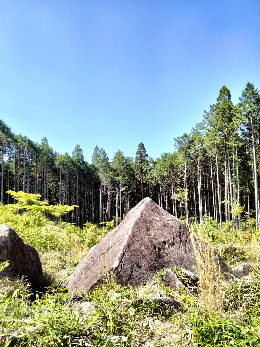 笠置山 / KUMIKOさんの笠置山の活動データ | YAMAP / ヤマップ