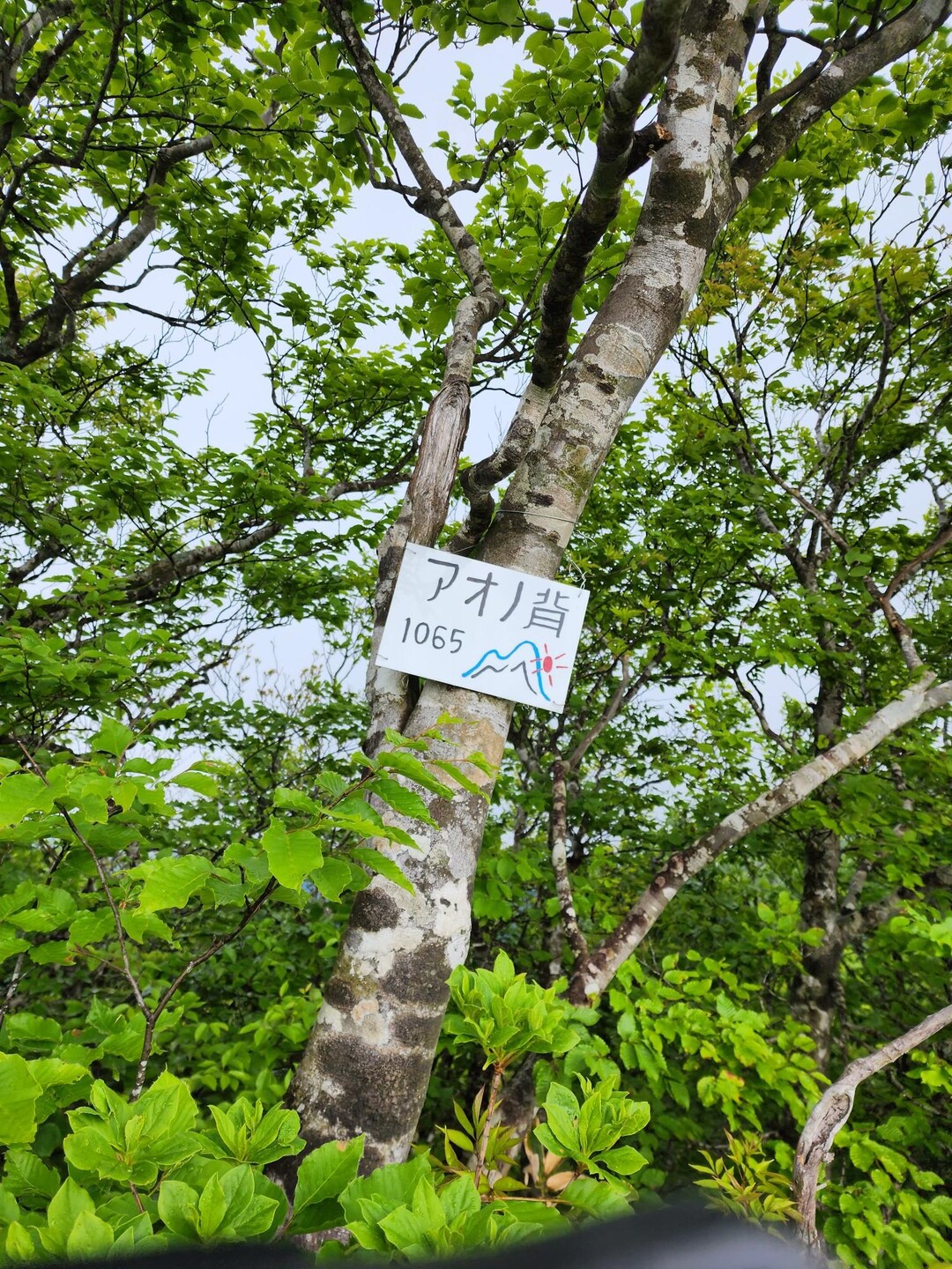 コブノ背・アオノ背・寒風山 / mtc0190さんの面白山・神室岳・大東岳・雨呼山の活動データ | YAMAP / ヤマップ