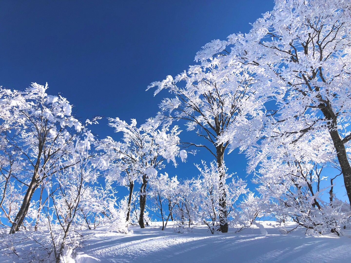 ジャム勝の霧氷 / koko-yamaさんの経ヶ岳・法恩寺山の活動データ | YAMAP / ヤマップ