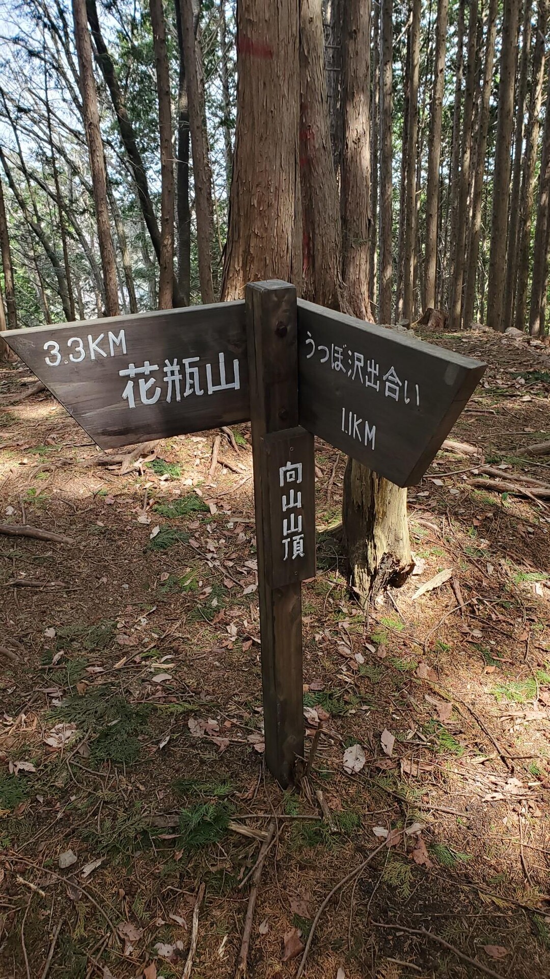 花瓶山・向山 / off_tonさんの花瓶山・見張山・戸屋山の活動日記 | YAMAP / ヤマップ