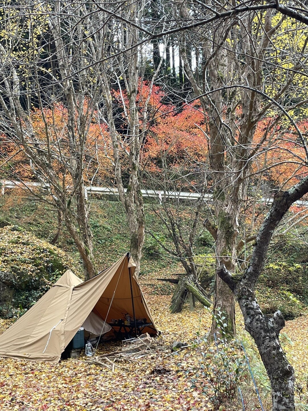 和歌山 ぼくのキャンプ場にて 紅葉🍁と... / brocken_sさんのモーメント | YAMAP / ヤマップ