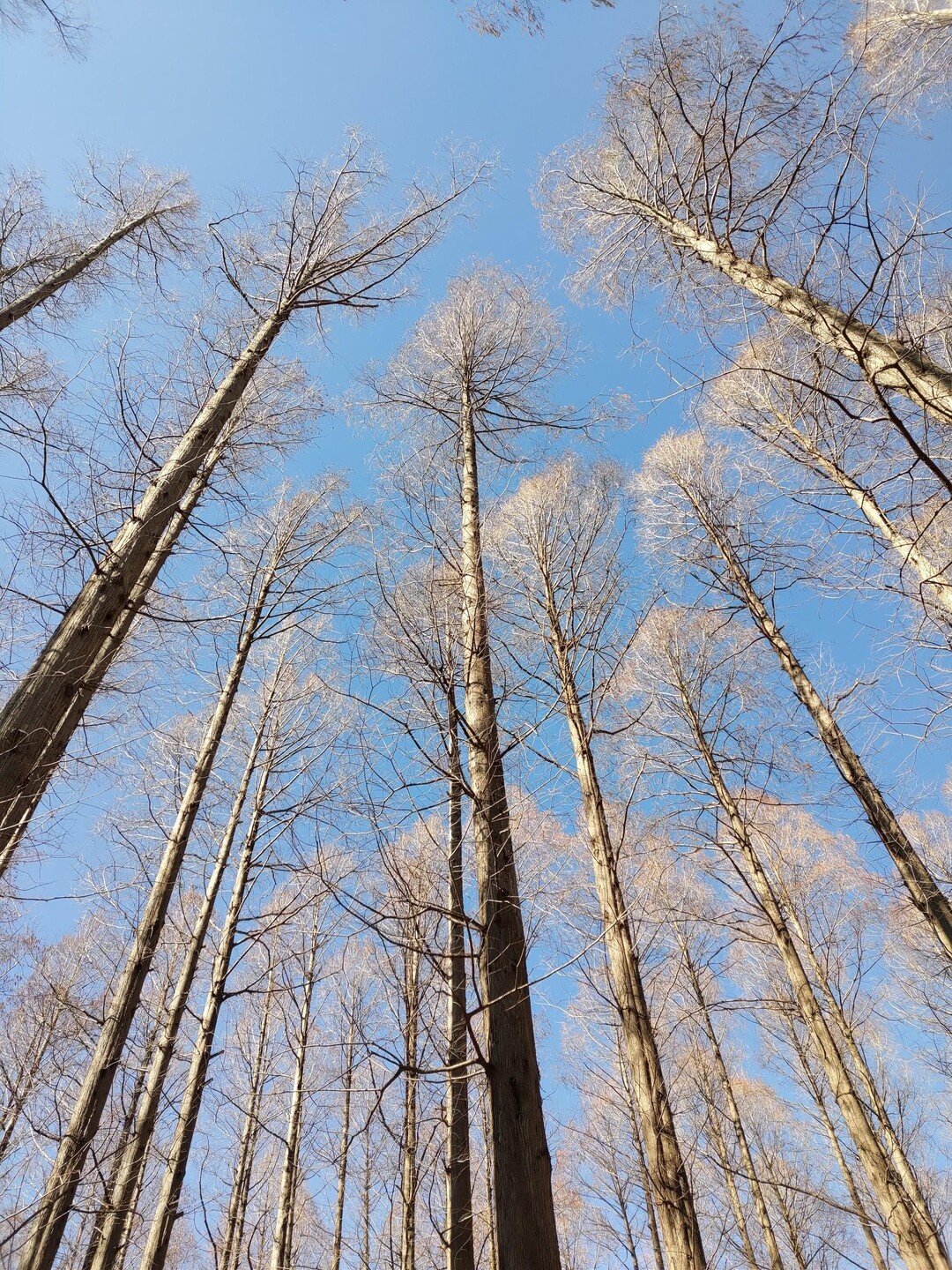 今日は色々な用事を済ませたあと、自然が恋... / MOMOさんのモーメント | YAMAP / ヤマップ