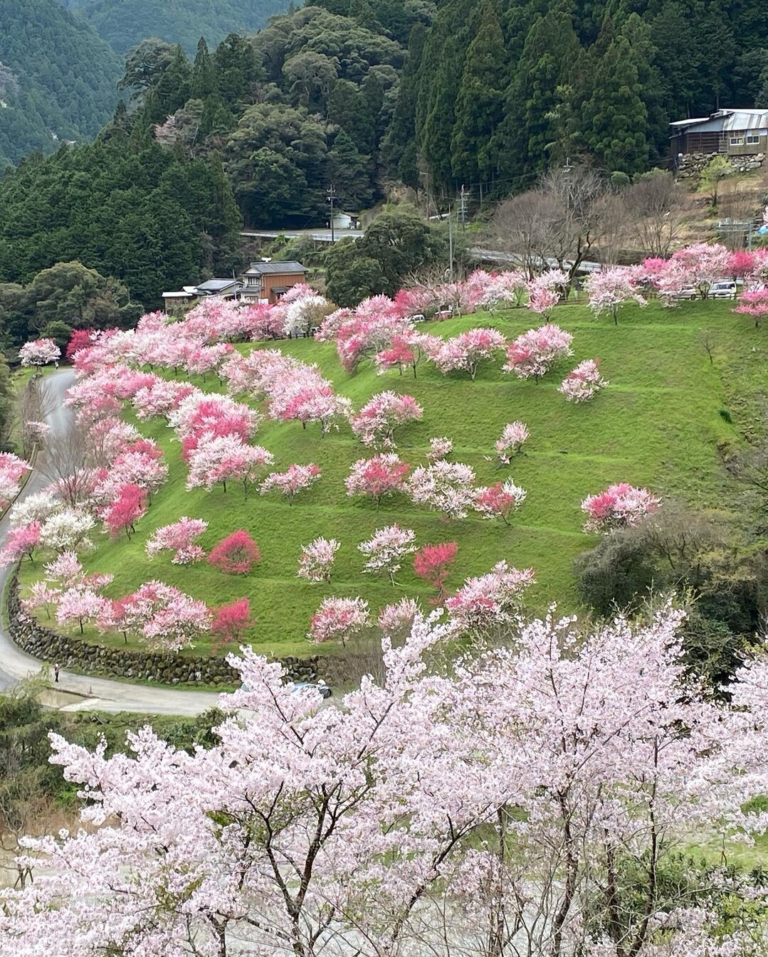 仁淀川町へ、花桃、枝垂れ桜を見に。満開で... / marinさんのモーメント | YAMAP / ヤマップ