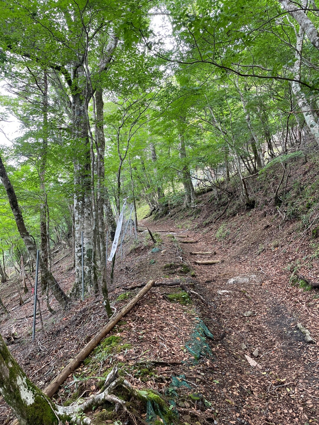 白岩山・水呑ノ頭・向坂山とキレンゲショウマ / AnKemiさんの向坂山・三方山・天主山の活動日記 | YAMAP / ヤマップ