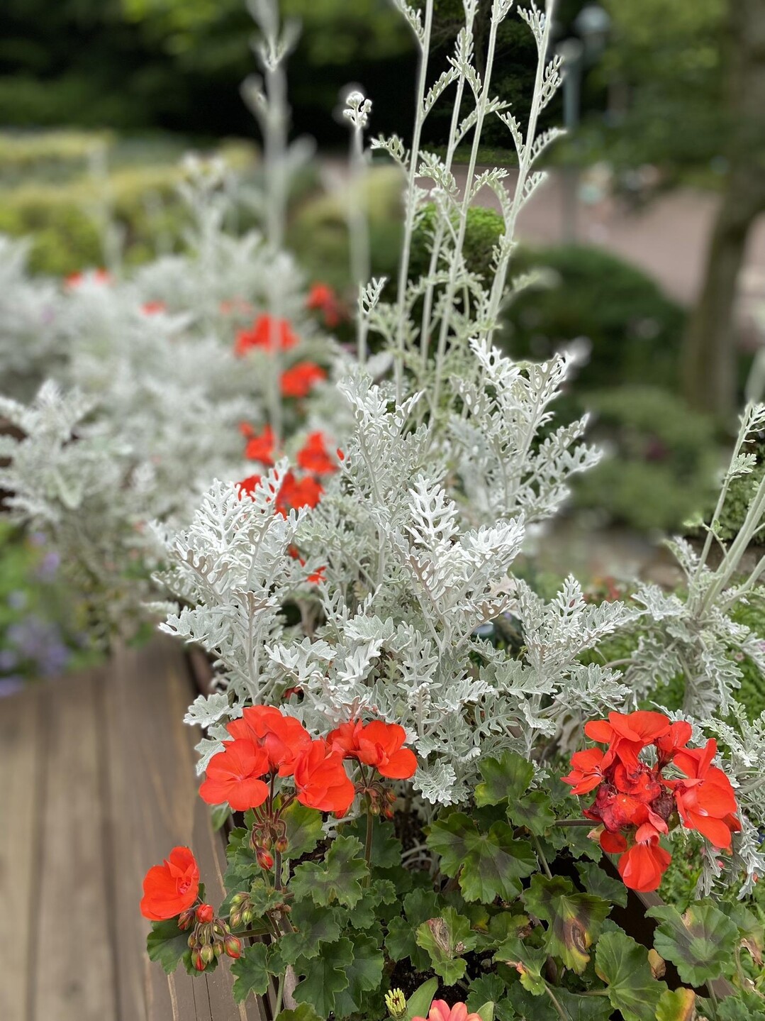 世継山 (新神戸駅～布引ハーブ園） / KENJIさんの六甲山・長峰山・摩耶山の活動データ | YAMAP / ヤマップ