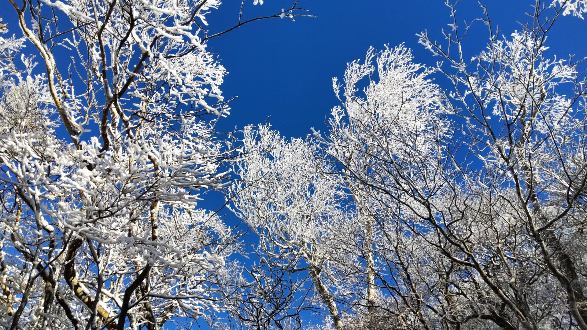 初冠雪と霧氷の黒檜山・駒ヶ岳 ️ / 🍀makokazu🍀さんの赤城山・黒檜山・荒山の活動データ | YAMAP / ヤマップ