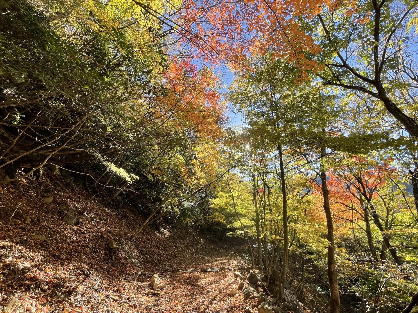【経読岳 後編】帰りはひたすら経読林道 / Nockyさんの犬ヶ岳・求菩提山の活動データ | YAMAP / ヤマップ