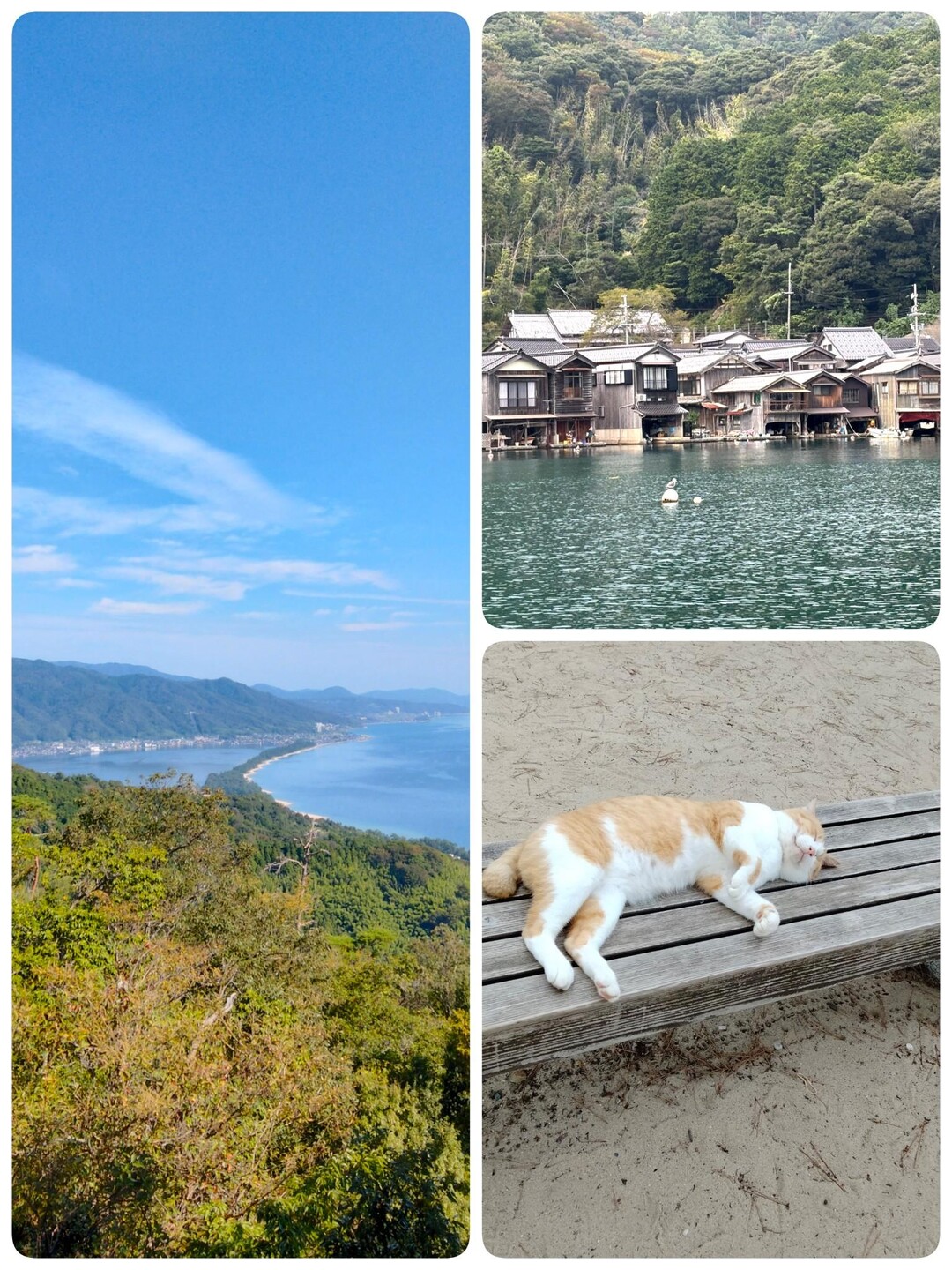 天橋立トレイル 満腹プラン🥰 / hiroponさんの天橋立トレイルの活動データ | YAMAP / ヤマップ