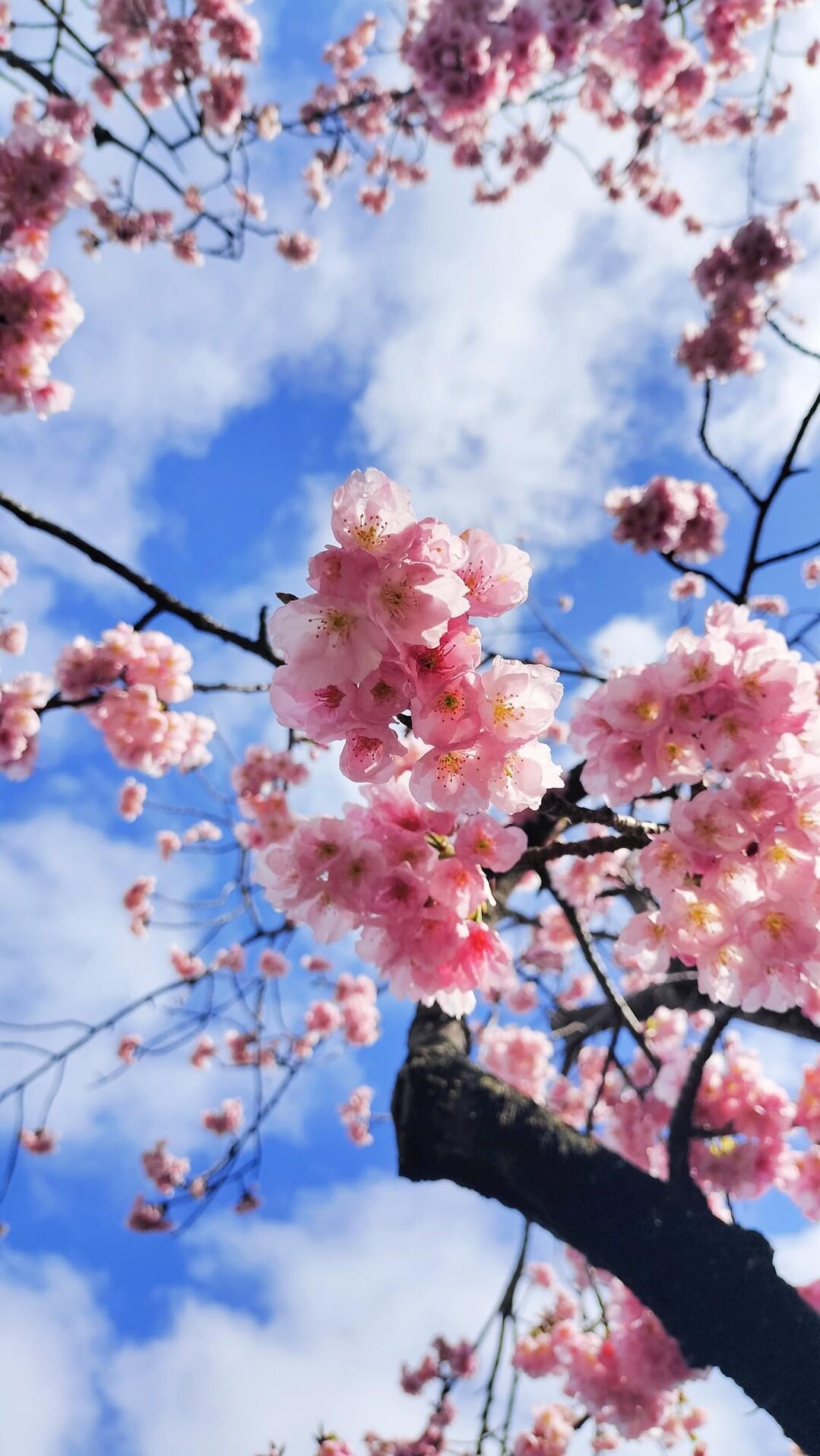 宮地山🌸⛩ / Kaoruさんの宮地山・在自山の活動データ | YAMAP / ヤマップ