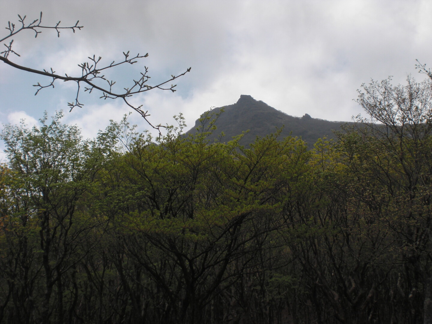 へべ山 2021-4-30 / ゆみちゃんさんの由布岳・鶴見岳の活動データ | YAMAP / ヤマップ