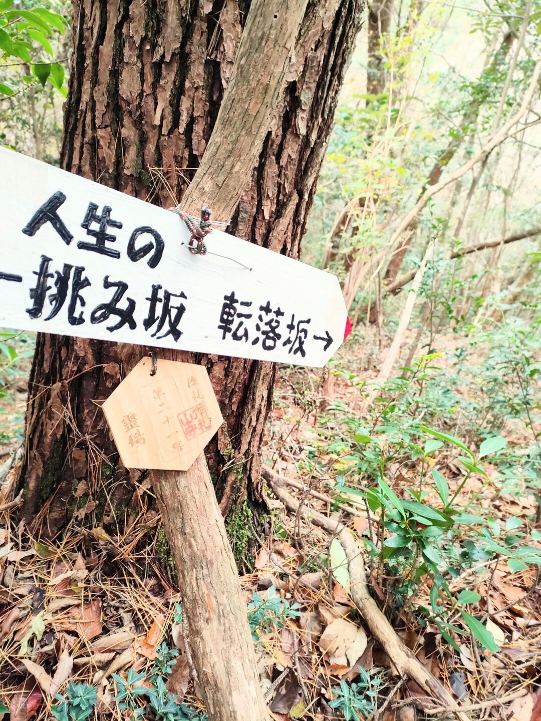 作礼山🍁とU.L.弁当😋🍛のこと / sol..さんの作礼山の活動データ | YAMAP / ヤマップ