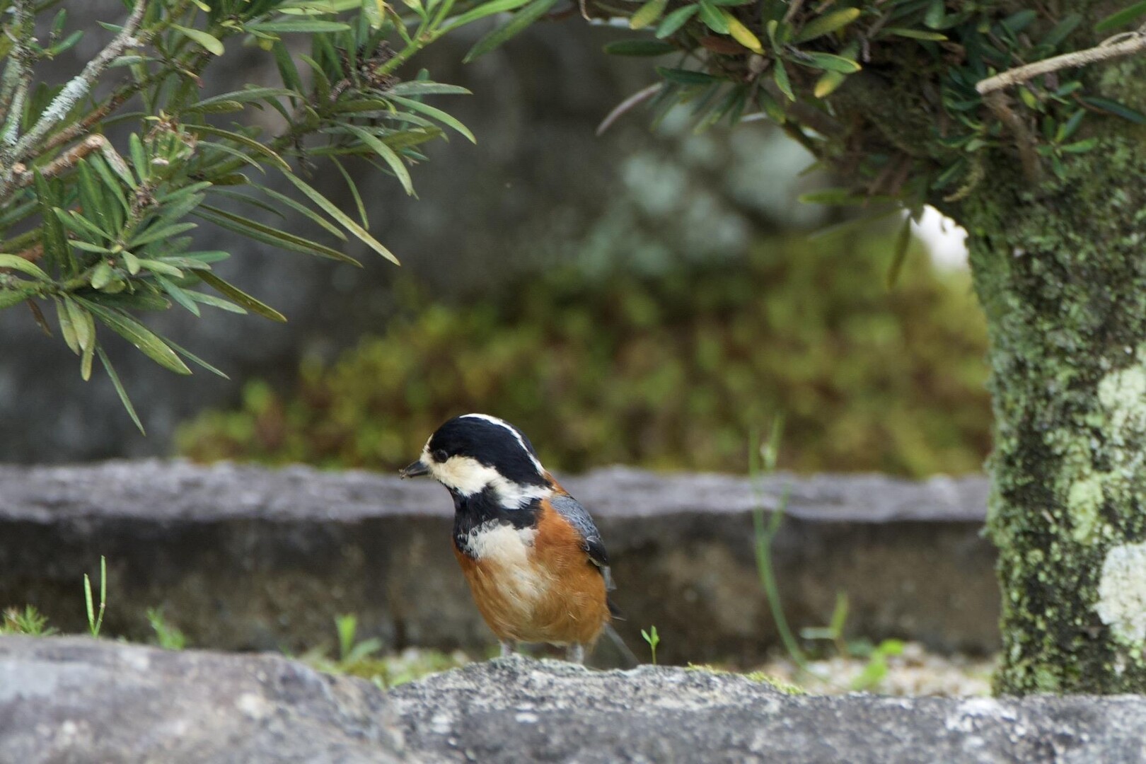 花＆鳥② 安定の吉香公園(笑) エナガ見... / - ̗̀ ☺︎ ̖́-Sen_sun- ̗̀ ☺︎ ̖́-さんのモーメント | YAMAP / ヤマップ