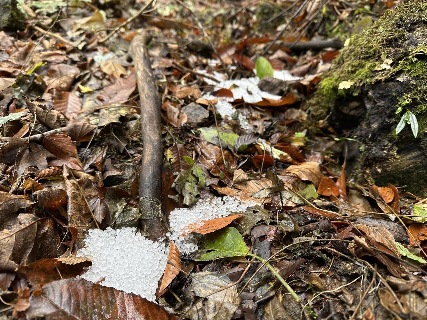 風に吹かれて高縄山 / yutakageさんの高縄山・大月山・北三方ヶ森の活動データ | YAMAP / ヤマップ
