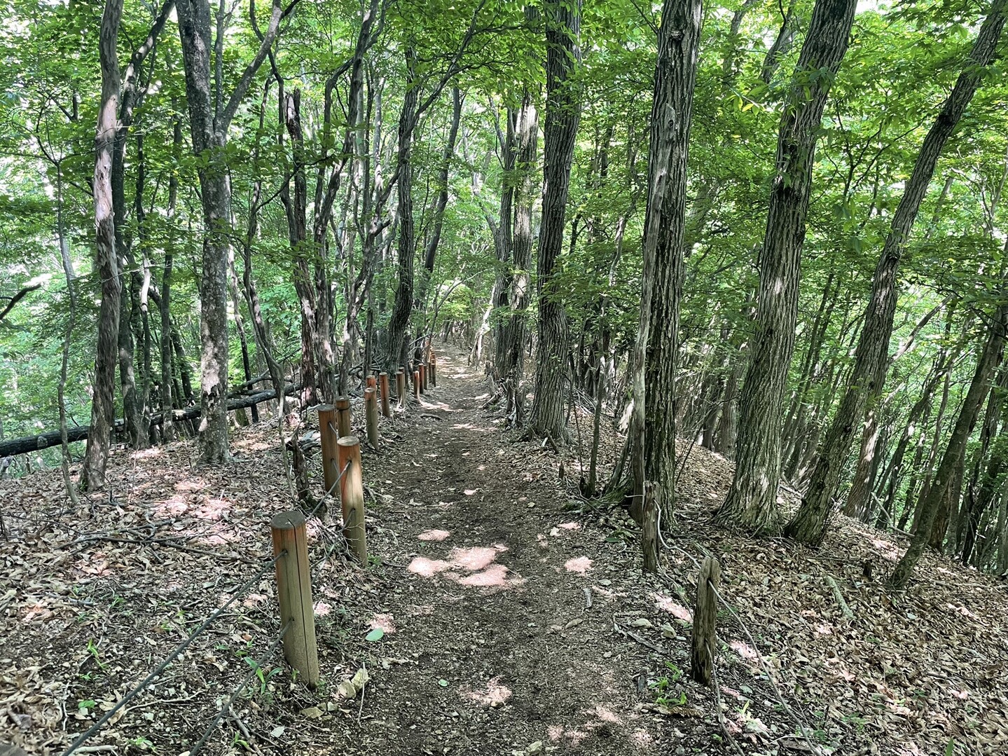 【熊に遭遇‼︎奥多摩縦走（後半）】都民の森〜三頭山〜御前山〜大岳山〜御嶽山〜日の出山〜武蔵五日市駅 三頭山・槇寄山・土俵岳の写真19枚目