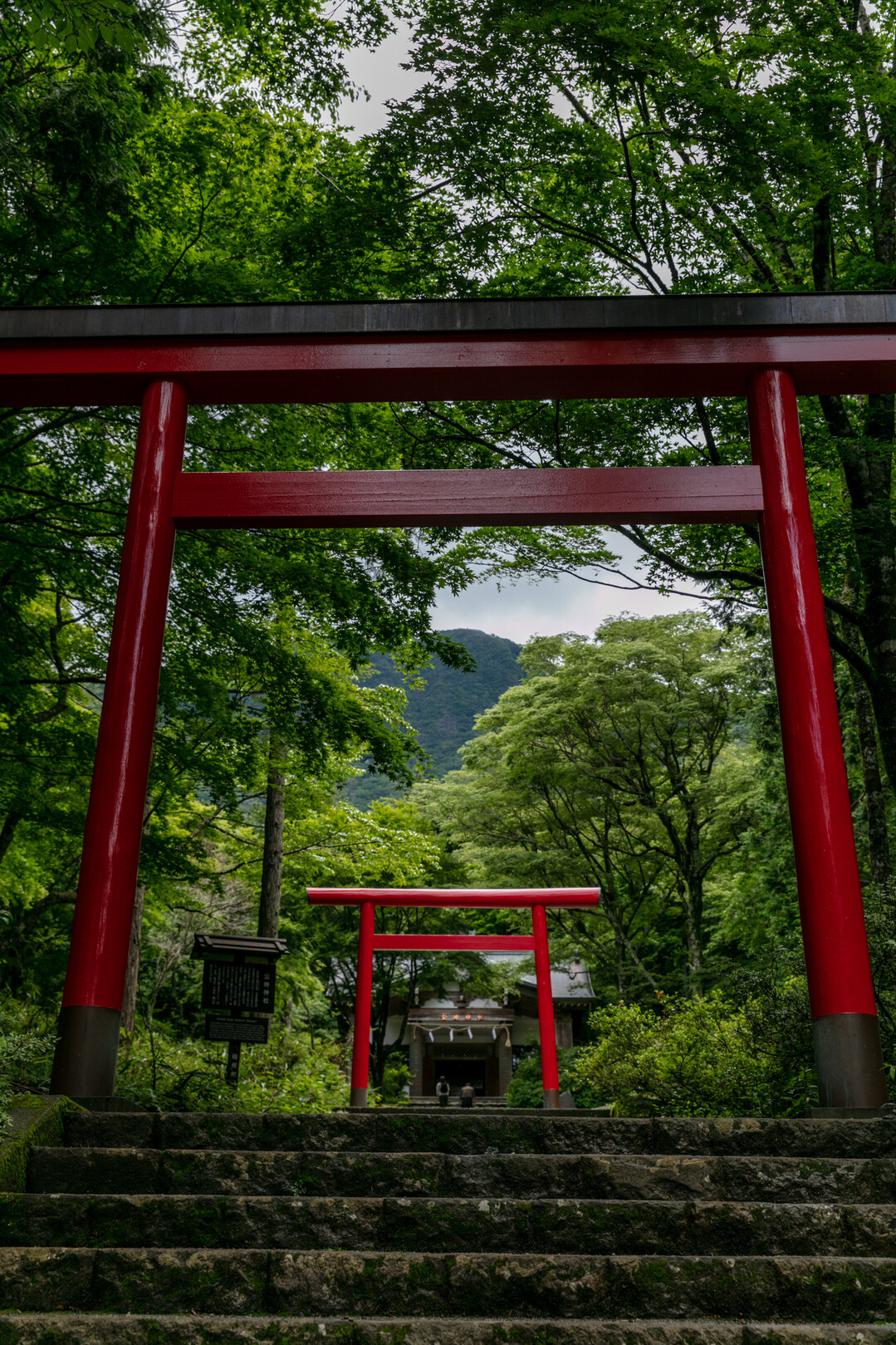 金時山 / y-hey@写真も撮れる登山ガイドさんの金時山・明神ヶ岳の活動データ | YAMAP / ヤマップ