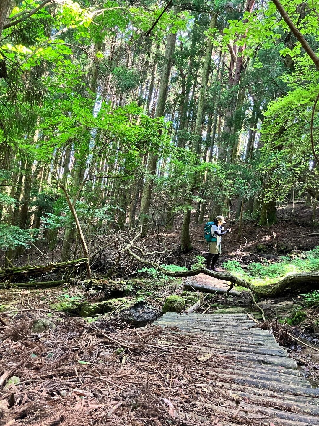 日差しは強いがこの山では木洩れ陽🌳笠形山 / nyaomaskさんの笠形山（播磨富士）の活動日記 | YAMAP / ヤマップ