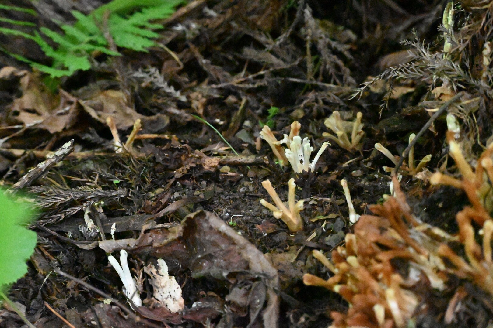 梅ノ木平林道 22.06.21 八王子市... / TAKKUNさんのモーメント | YAMAP / ヤマップ