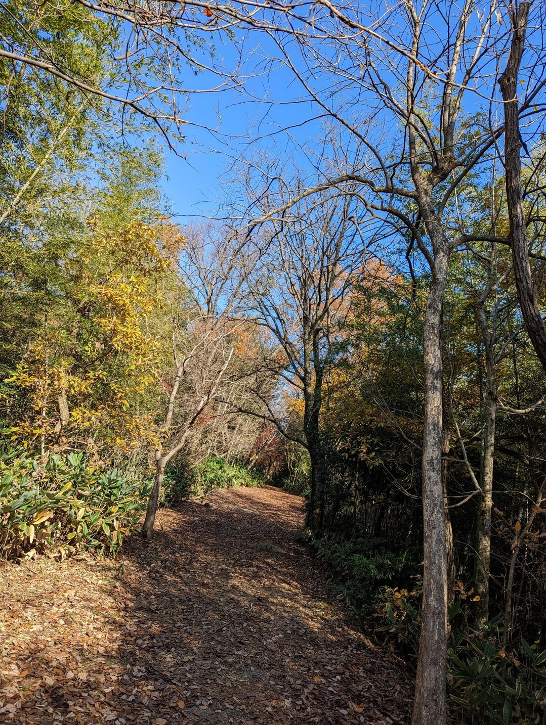 呉羽山・城山 / ジャービスさんの呉羽山・城山の活動データ | YAMAP / ヤマップ