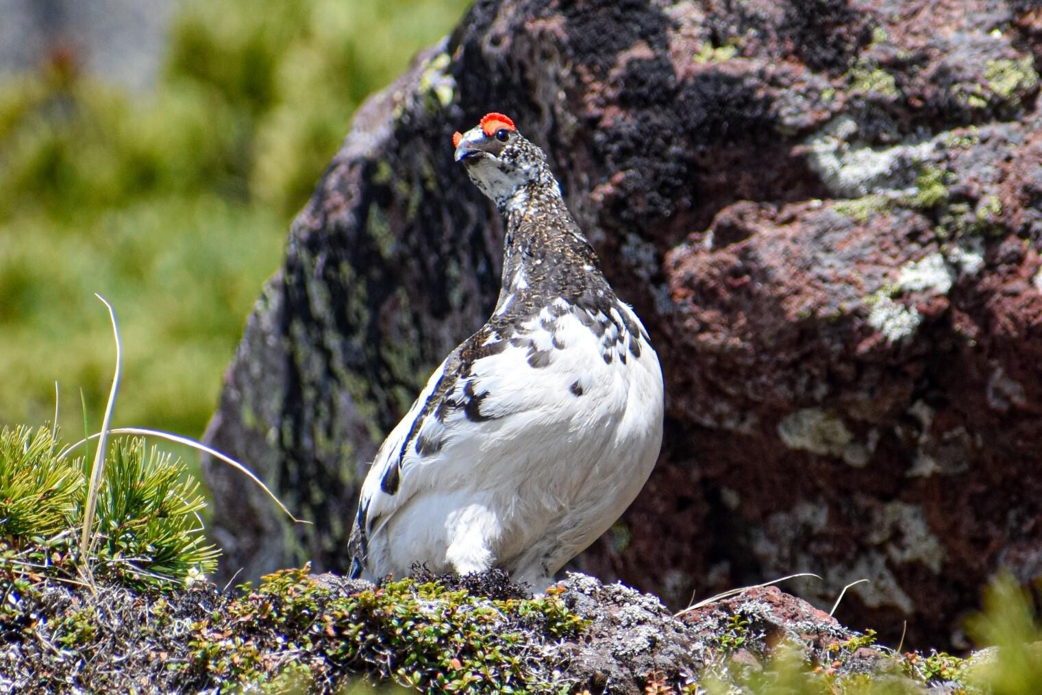 飛騨頂上・摩利支天山(雷鳥いっぱい) / yasuさんの御嶽山・継子岳・摩利支天山の活動データ | YAMAP / ヤマップ