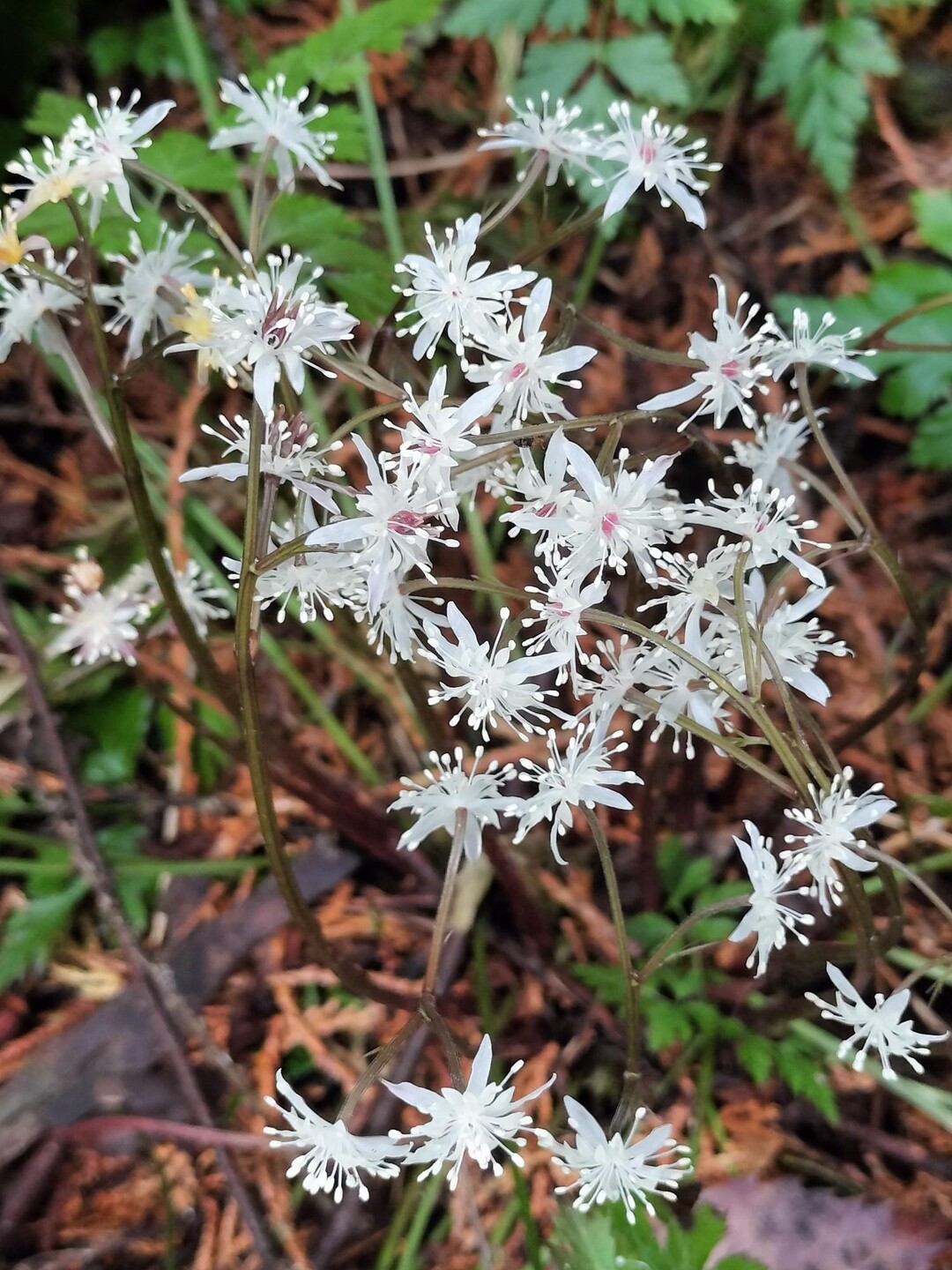 城山 / naga tomさんのウォーキングの活動データ | YAMAP / ヤマップ