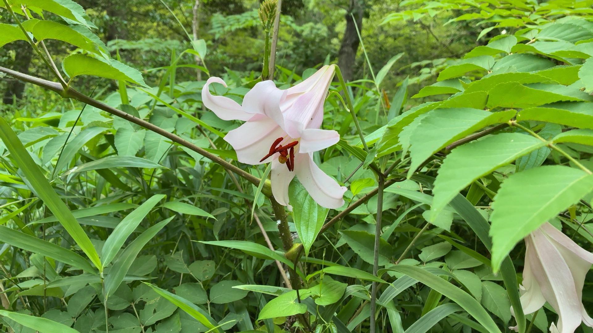 三重県津市久居明神町にある里山保全のNP... / なおーさんのモーメント | YAMAP / ヤマップ