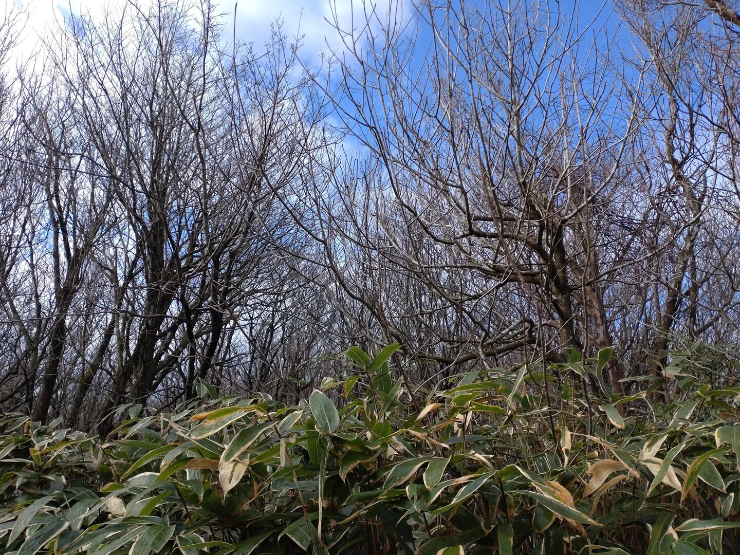 龍門岳 / emu626さんの龍門岳の活動データ | YAMAP / ヤマップ