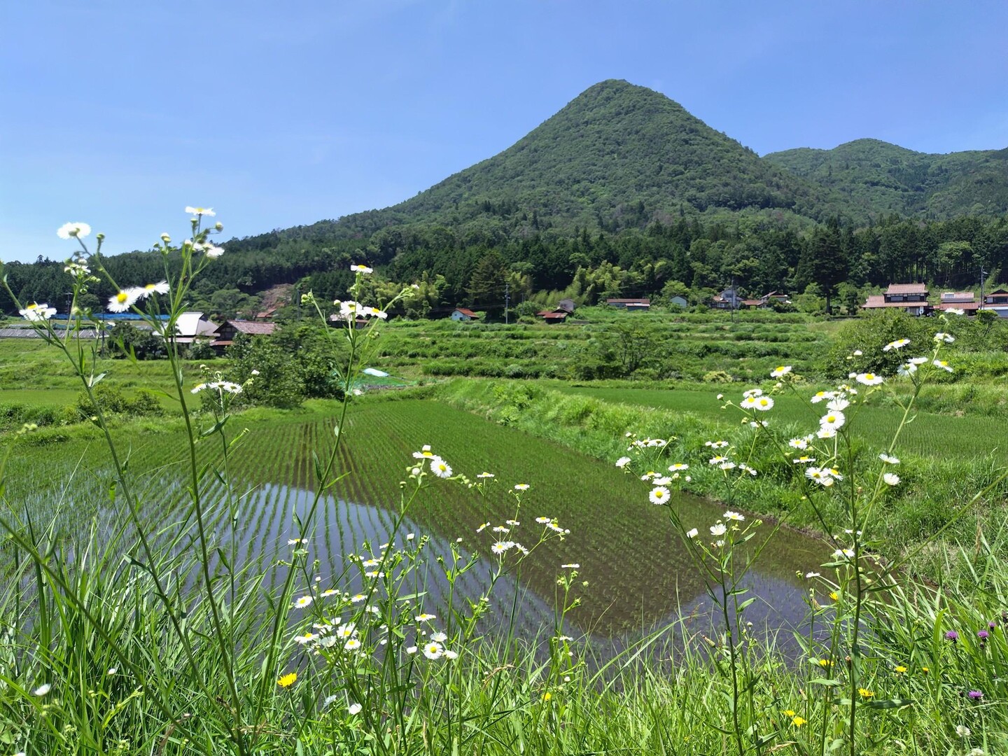 龍頭山-2023-06-17 / mipotさんの龍頭山の活動データ | YAMAP / ヤマップ