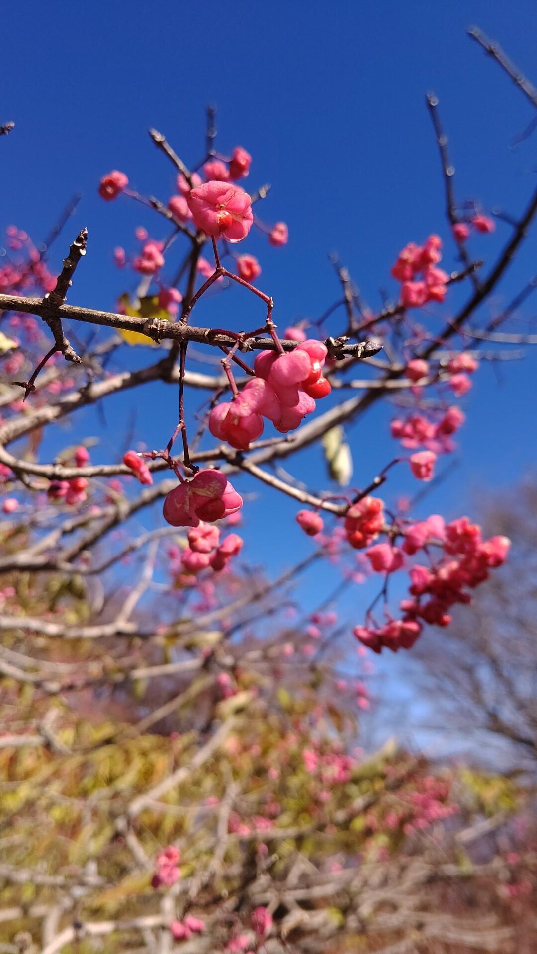 岩黒山・手箱山・筒上山 / getさんの石鎚山・堂ヶ森・二ノ森の活動データ | YAMAP / ヤマップ