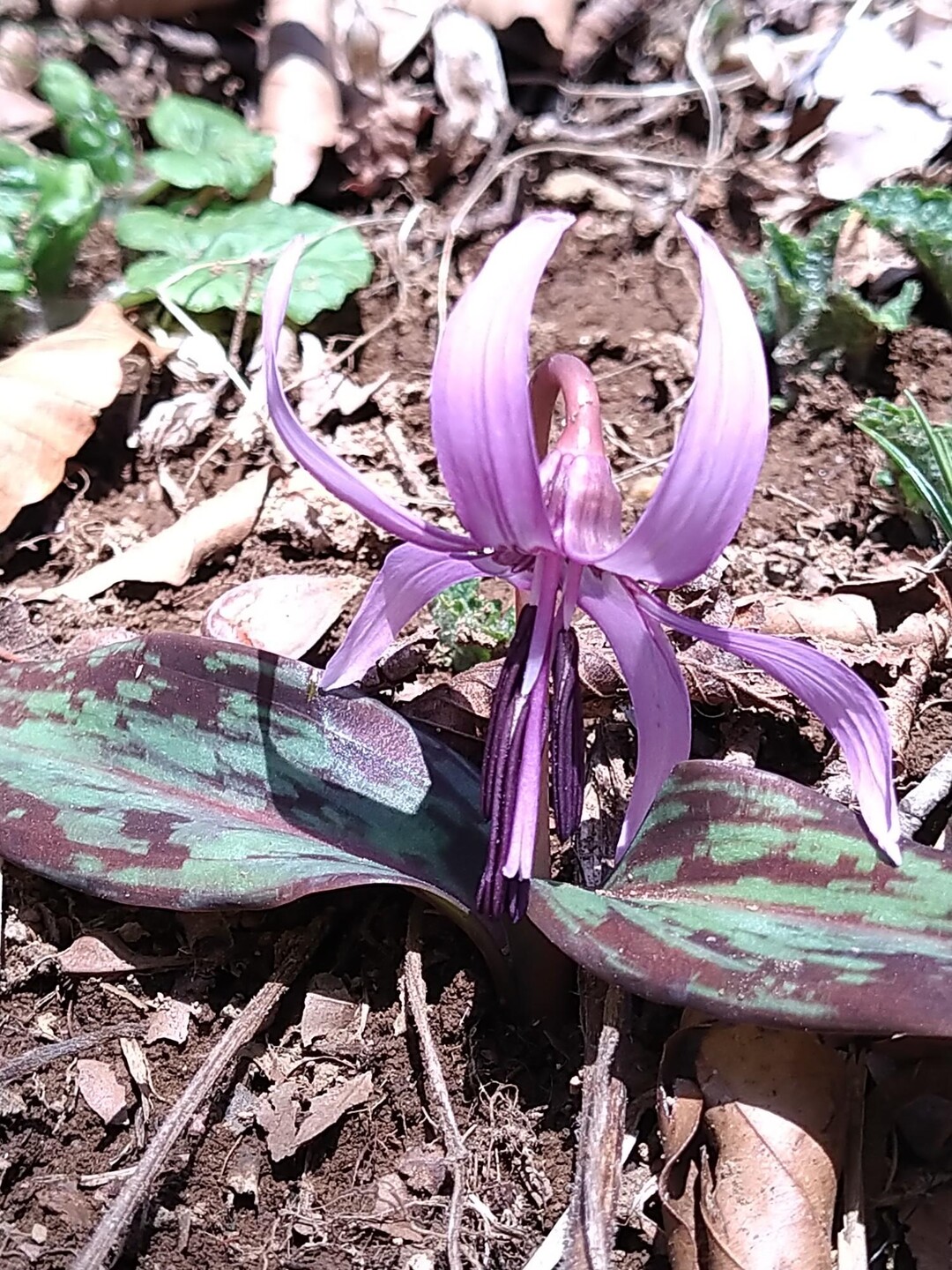 筑波山（女体山）・筑波山（男体山） / nobss さんの筑波山の活動データ | YAMAP / ヤマップ