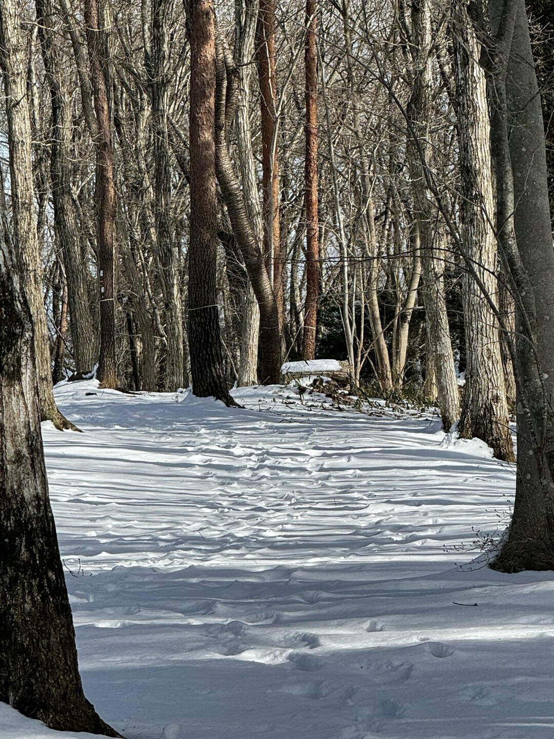 金蛇水神社🐍からのグレーピークハントに🩶 / chi-zuさんのみちのく潮風トレイル 名取市～岩沼市ルートの活動データ | YAMAP / ヤマップ
