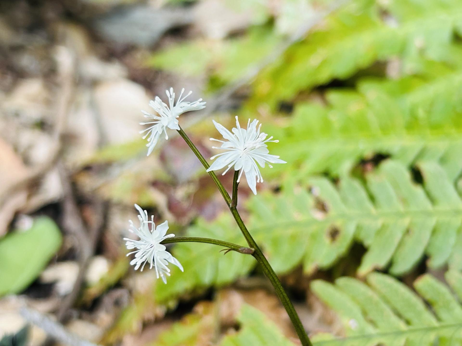 上床山 / misaさんの上床山の活動データ | YAMAP / ヤマップ