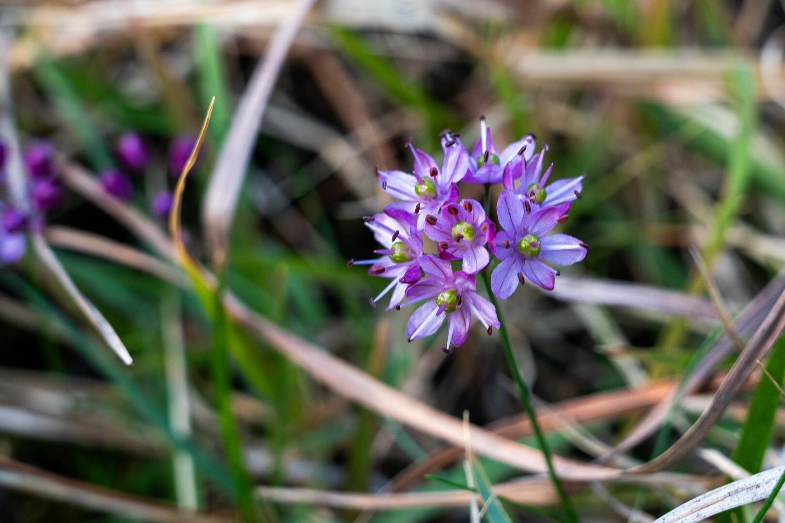 佐志岳の秋 / chikaさんの佐志岳・屏風岳の活動データ | YAMAP / ヤマップ
