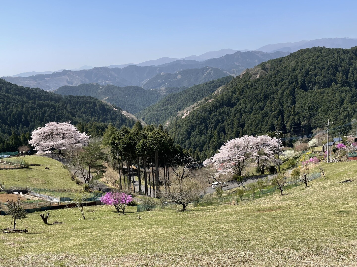 八徳の一本桜 / yukodamaさんのヤマノススメ巡礼マップ（天覚山・大高山・子の権現）の活動データ | YAMAP / ヤマップ