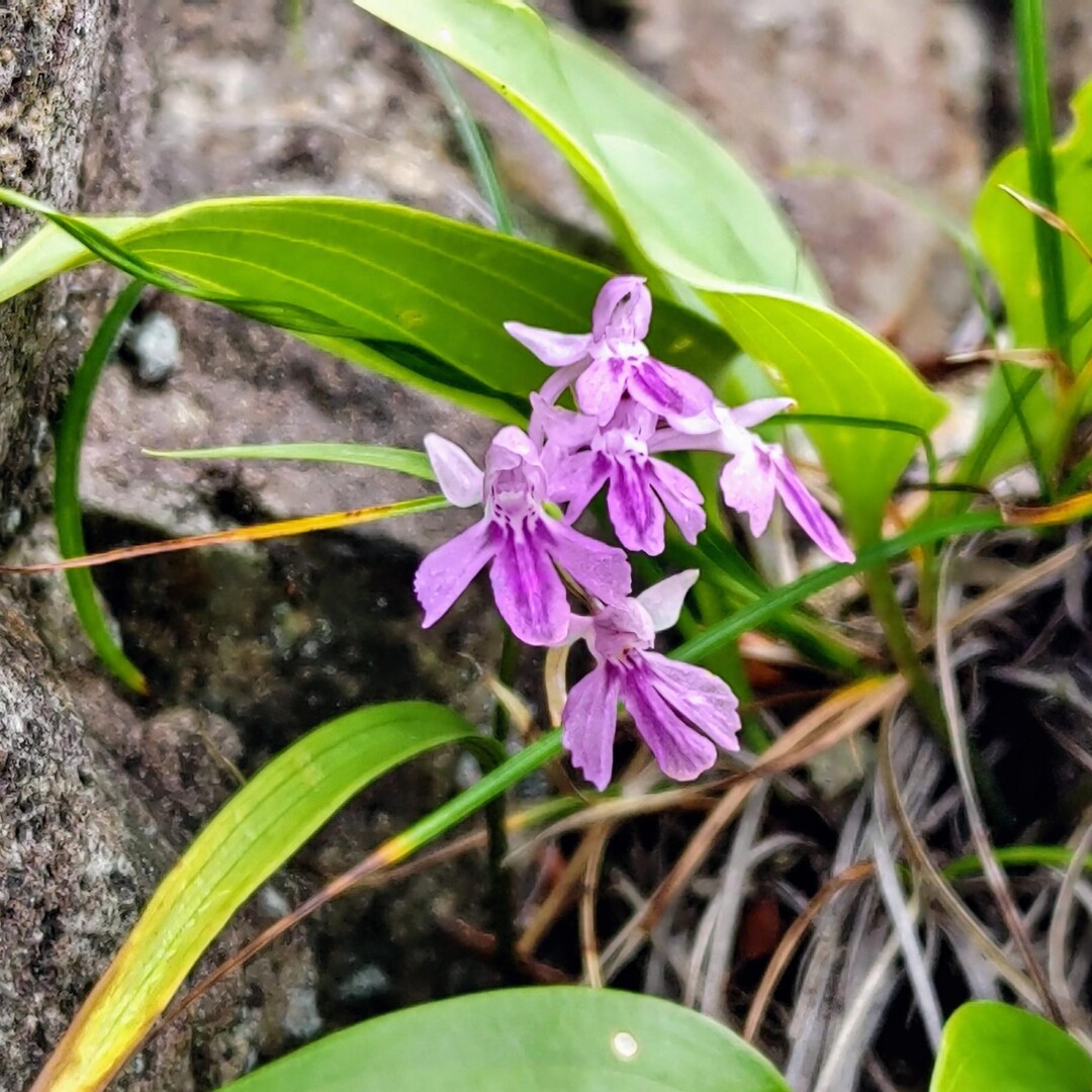 本社ヶ丸で高山病 😵‍💫！？ / koroponさんの三ッ峠山・本社ヶ丸・鶴ヶ鳥屋山の活動データ | YAMAP / ヤマップ