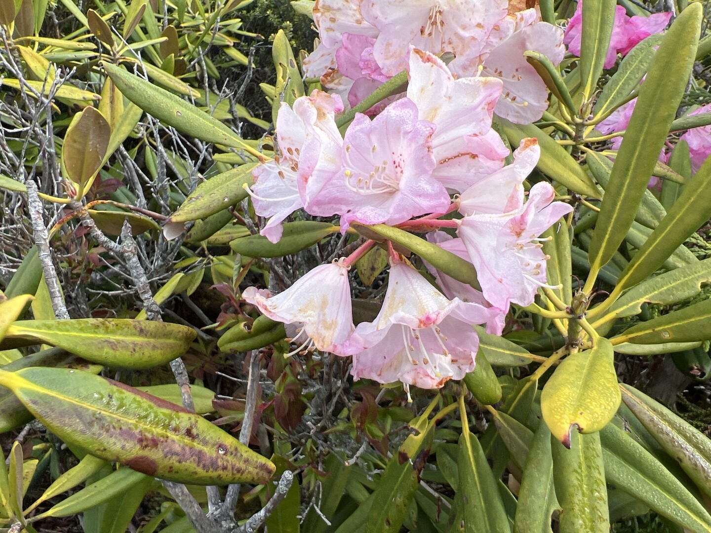 aryuaryuさんの投稿したフィールドメモ | YAMAP / ヤマップ