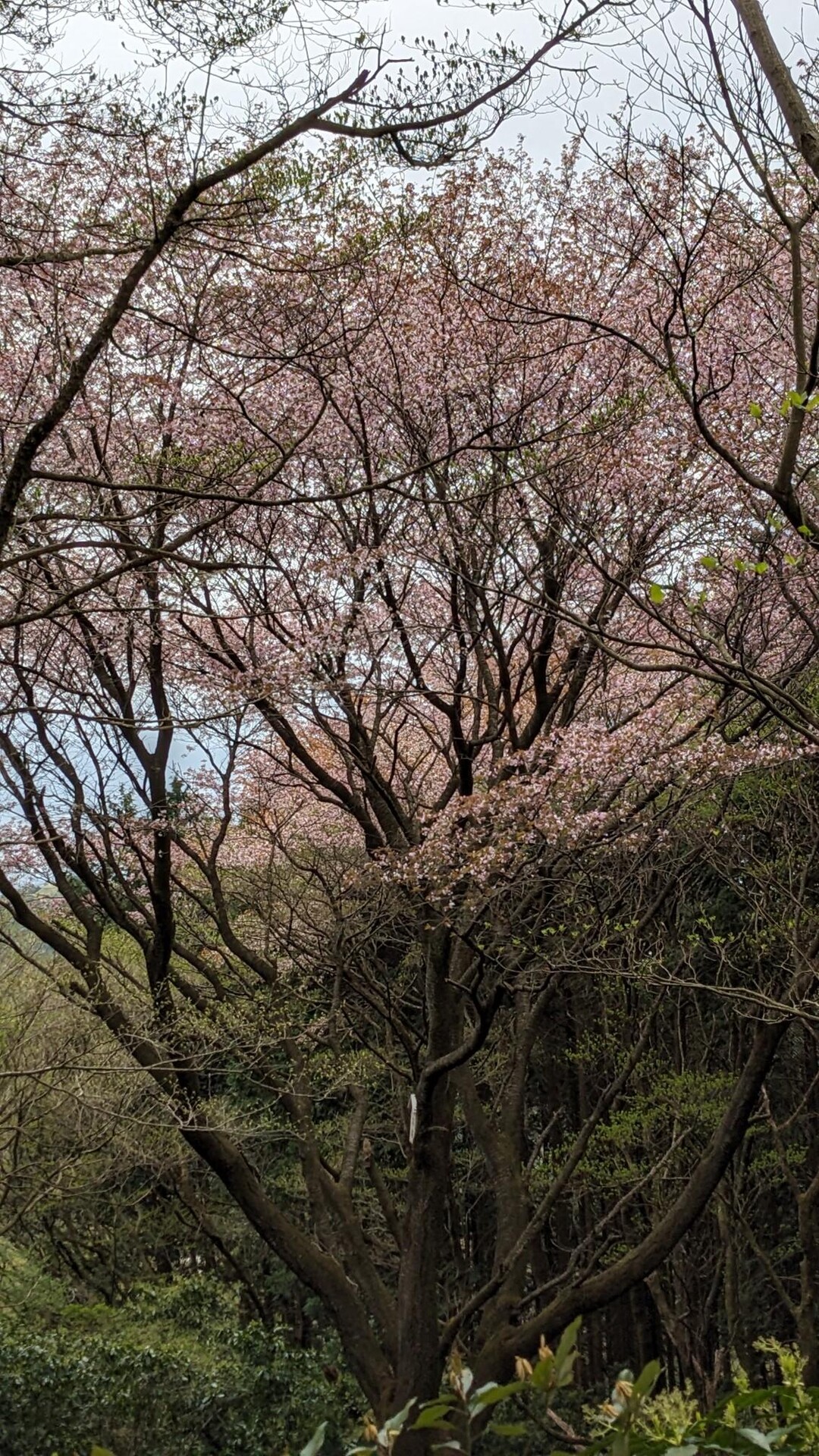 福智山麓桜詣で☺ 04-11 / tonnoさんの福智山・尺岳・雲取山の活動データ | YAMAP / ヤマップ