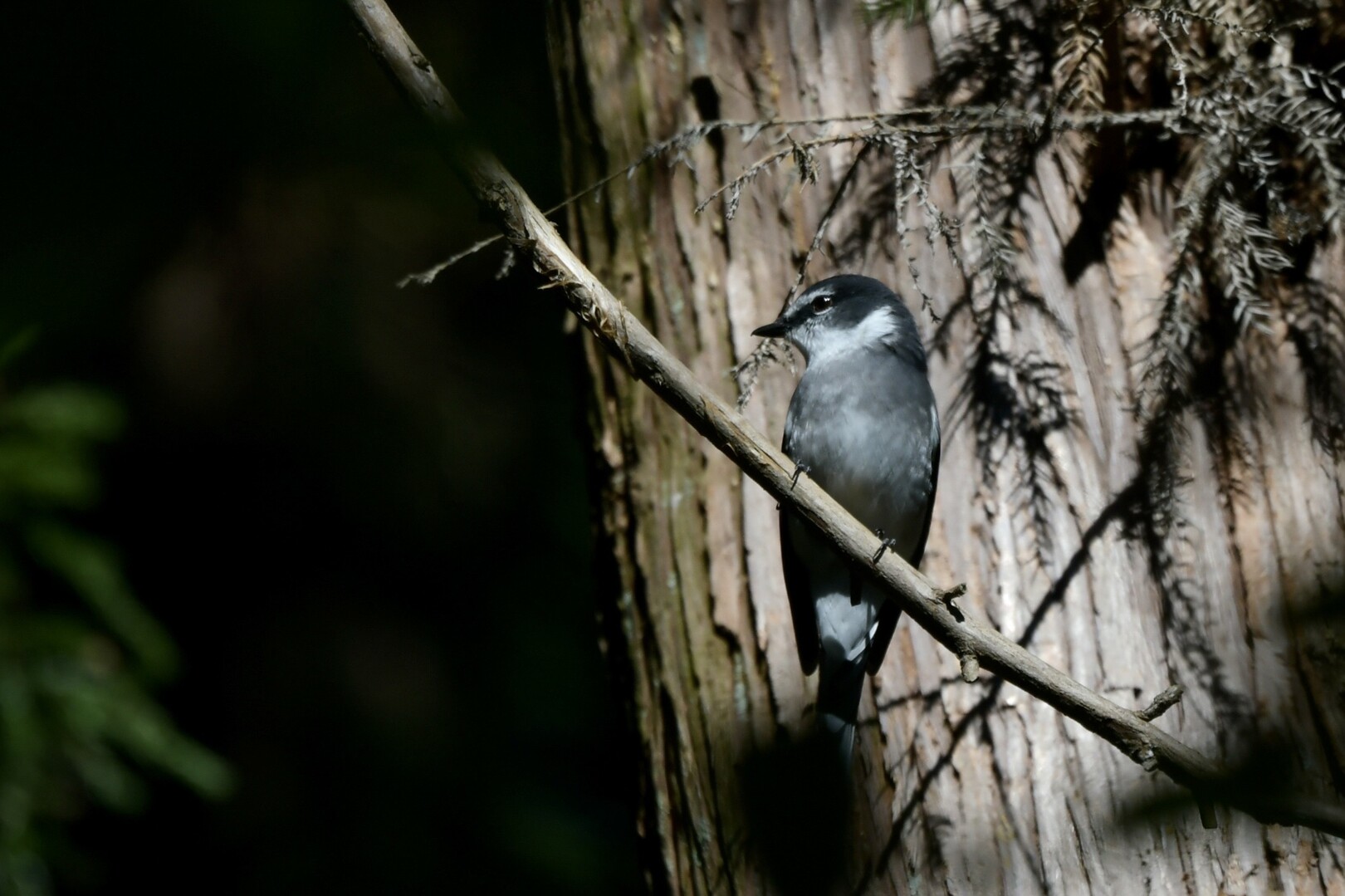 リュウキュウサンショウクイ 21.12.... / TAKKUNさんのモーメント | YAMAP / ヤマップ